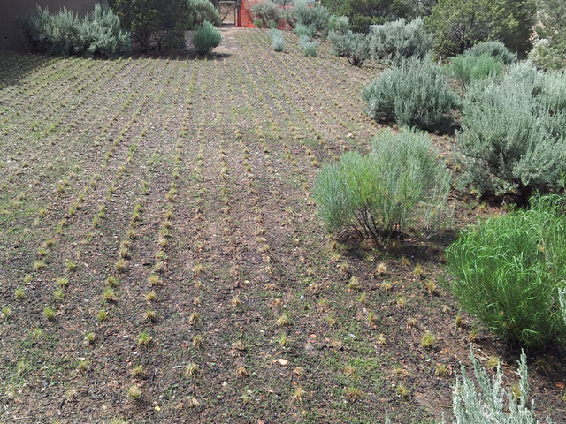 Grass Plugs Santa Fe Nm Landscapers Native Earth Landscaping